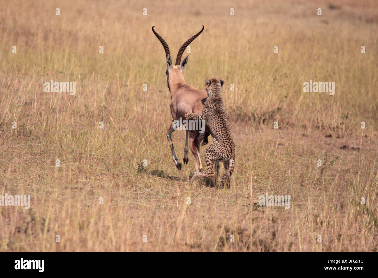 Cheetah cub gazelle hi-res stock photography and images - Alamy