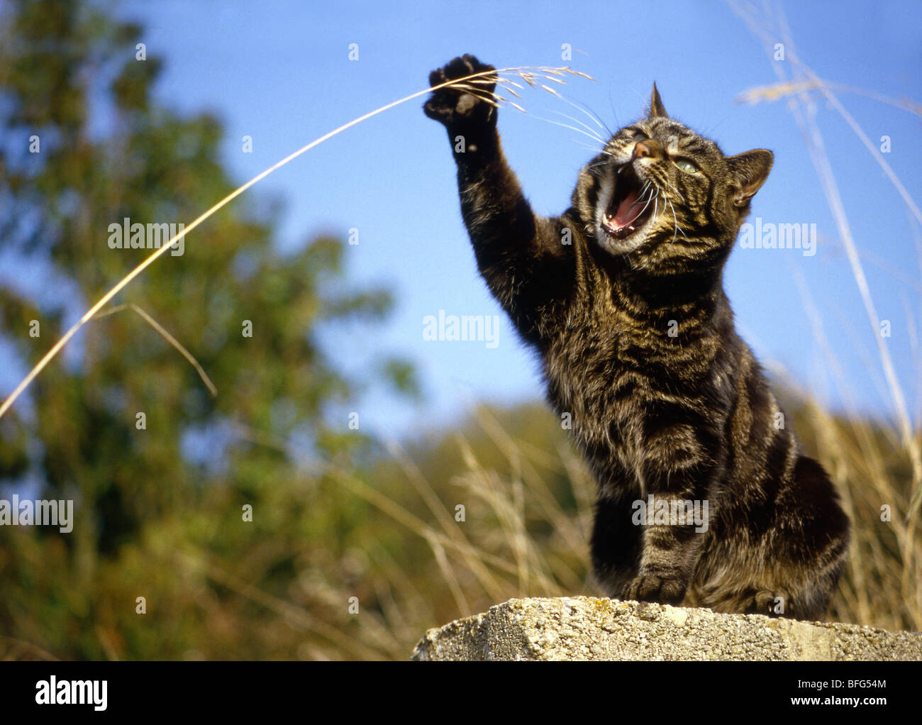 Cat messing around hi-res stock photography and images - Alamy