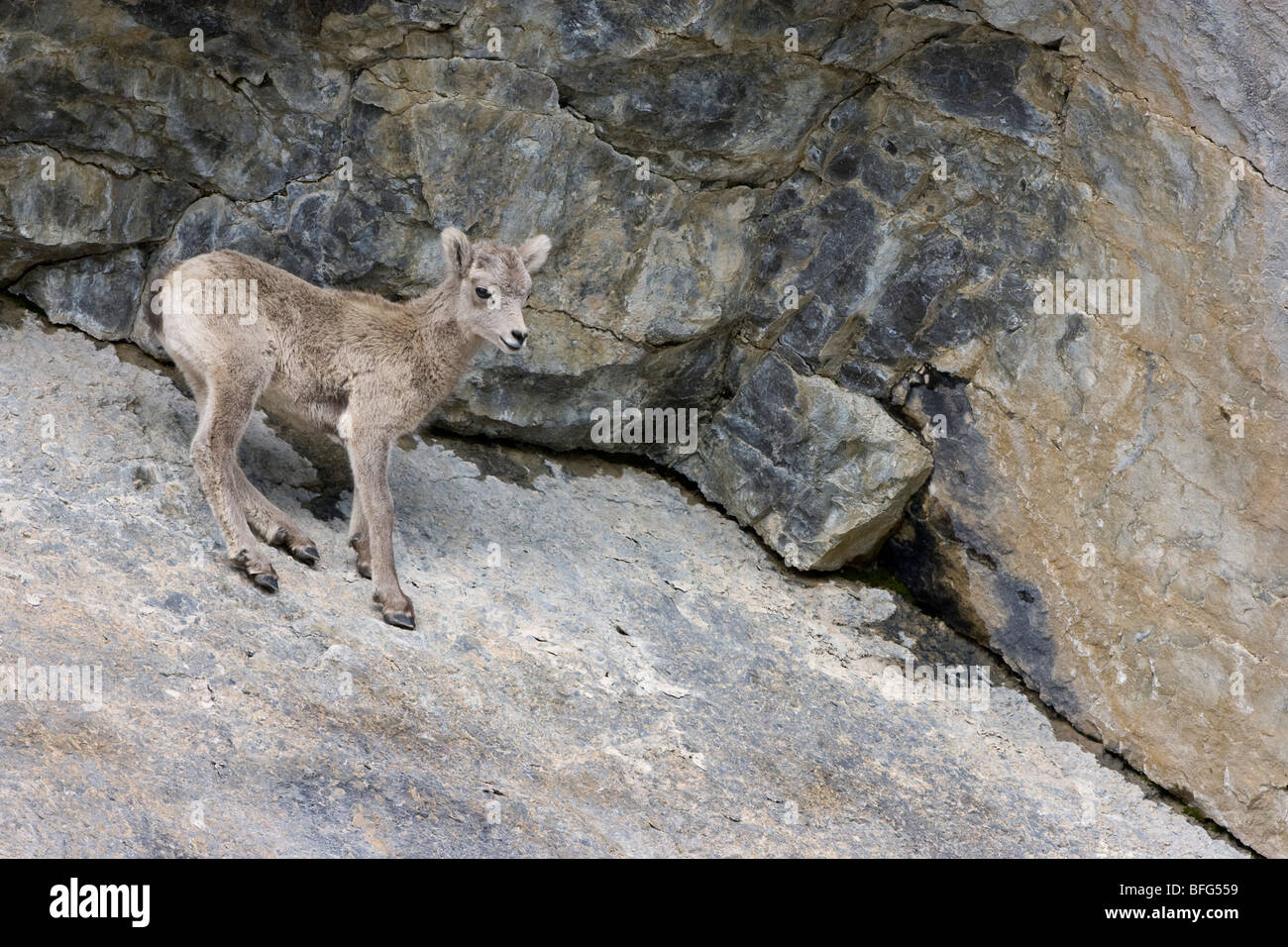 Bighorn sheep (Ovis canadensis), lamb, near Medicine Lake, Jasper ...