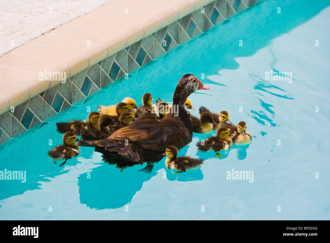 Mother duck and her ducklings hi-res stock photography and images - Alamy