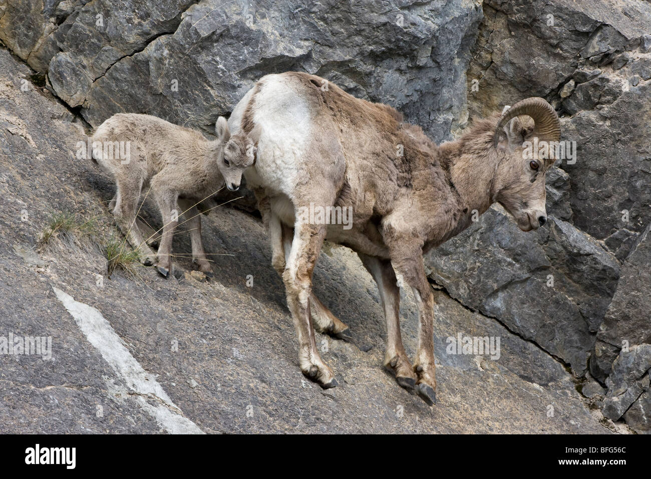 Female lamb hi-res stock photography and images - Alamy