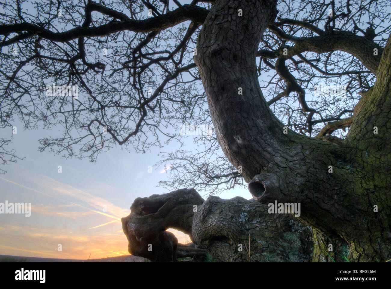 Rugged tree branches trunk and roots Stock Photo - Alamy