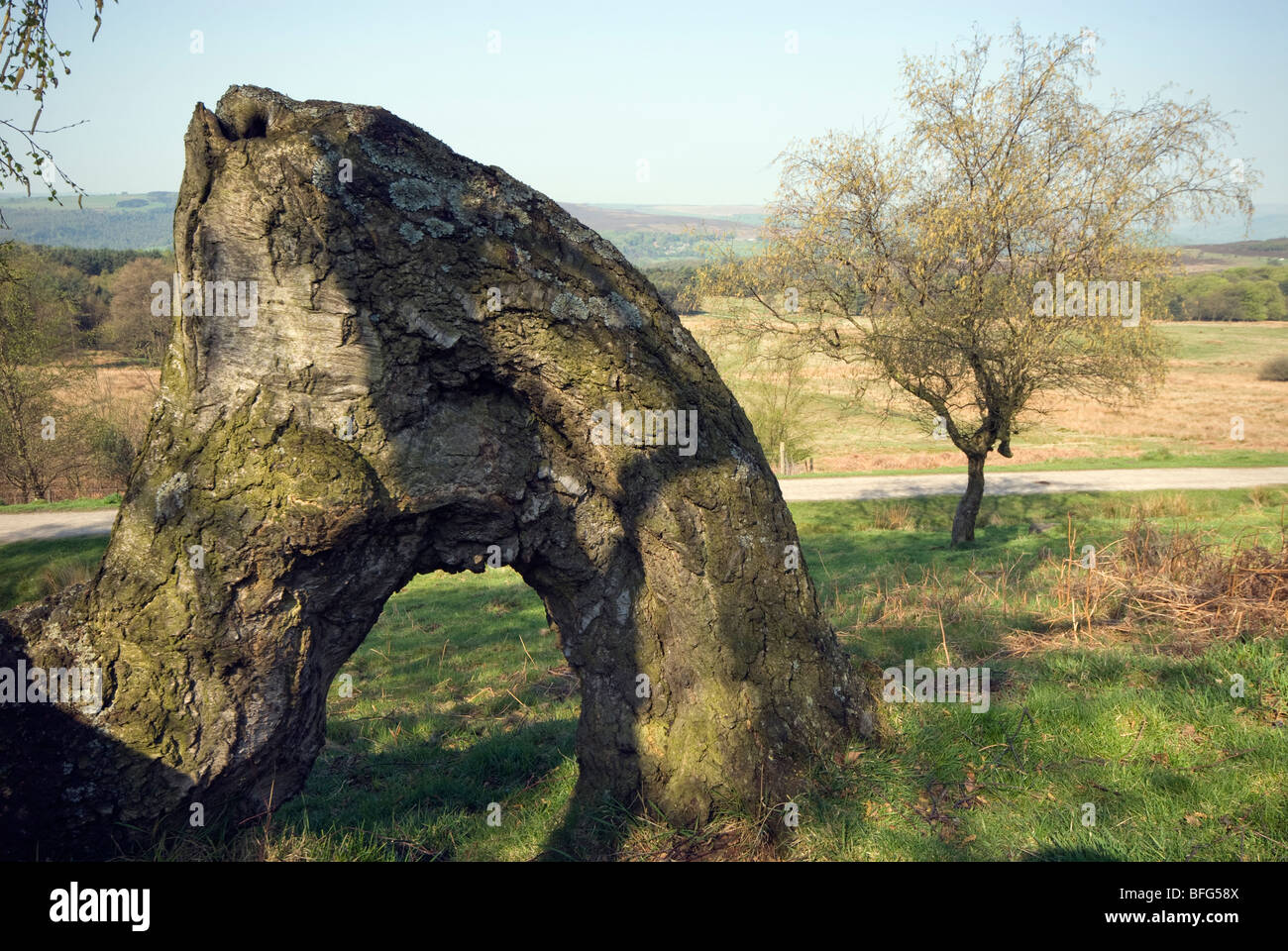 Fallen Silver Birch tree forming a trunk with an unusual arch shape ...