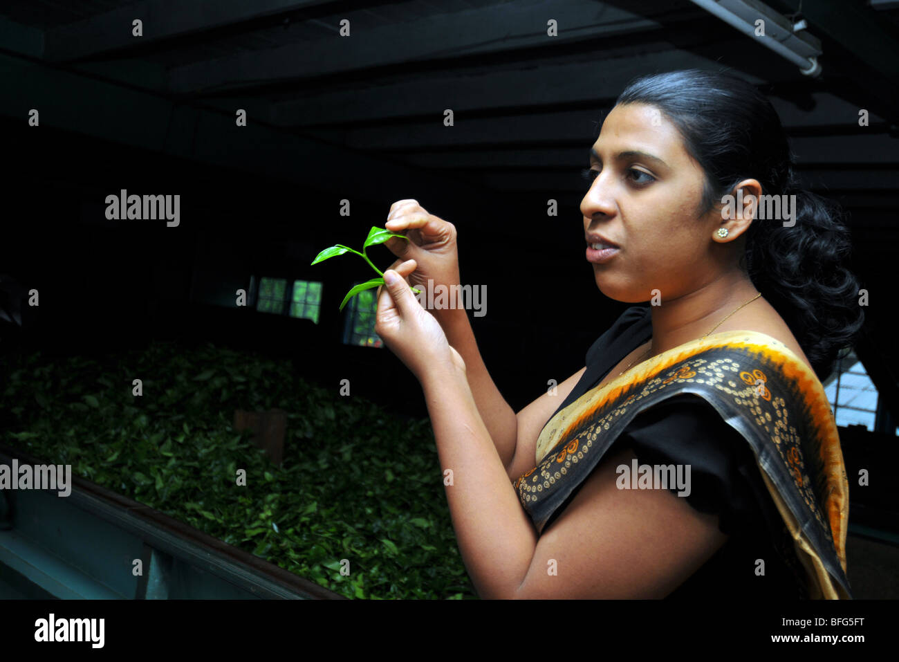 Tea factory and plantation, Nuwara Eliya, Sri Lanka, tea production ...