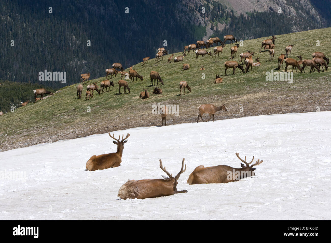 Elk (Cervus canadensis) herd in alpine Rocky Mountain National Park ...
