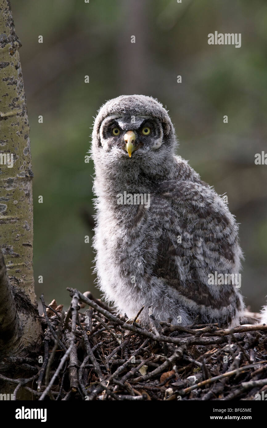 Great grey owl chicks High Resolution Stock Photography and Images - Alamy