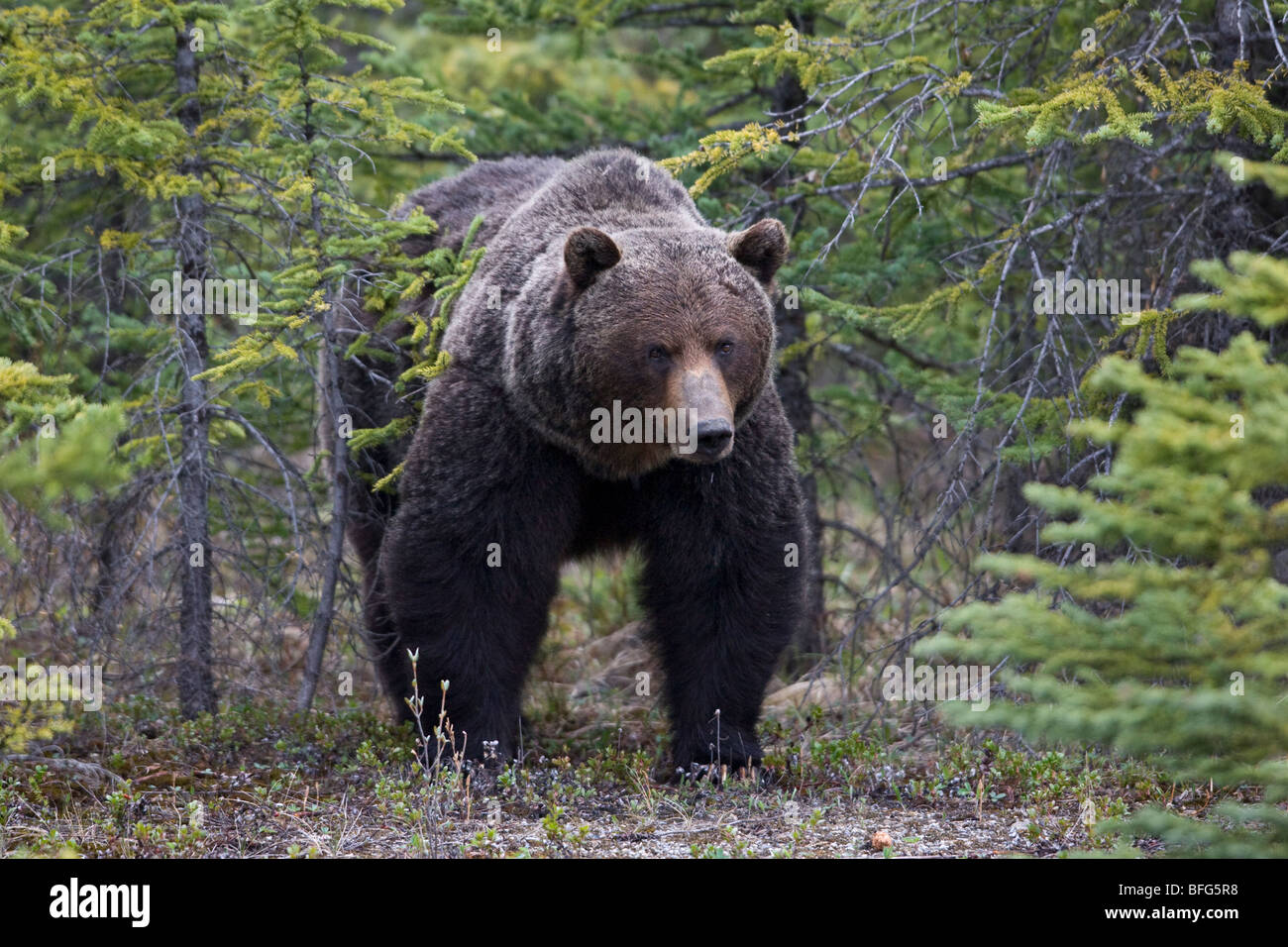 Giant Grizzly Bear