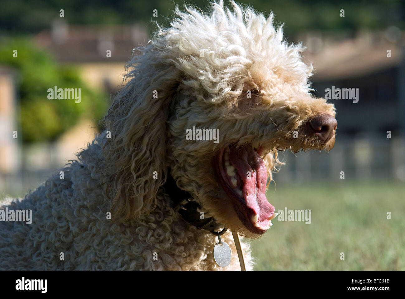 standard poodle yawning Stock Photo - Alamy