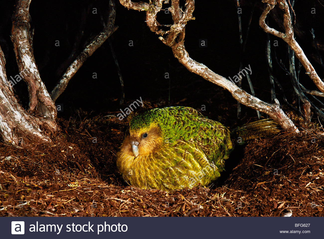 Kakapo Parrot Stock Photos & Kakapo Parrot Stock Images - Alamy