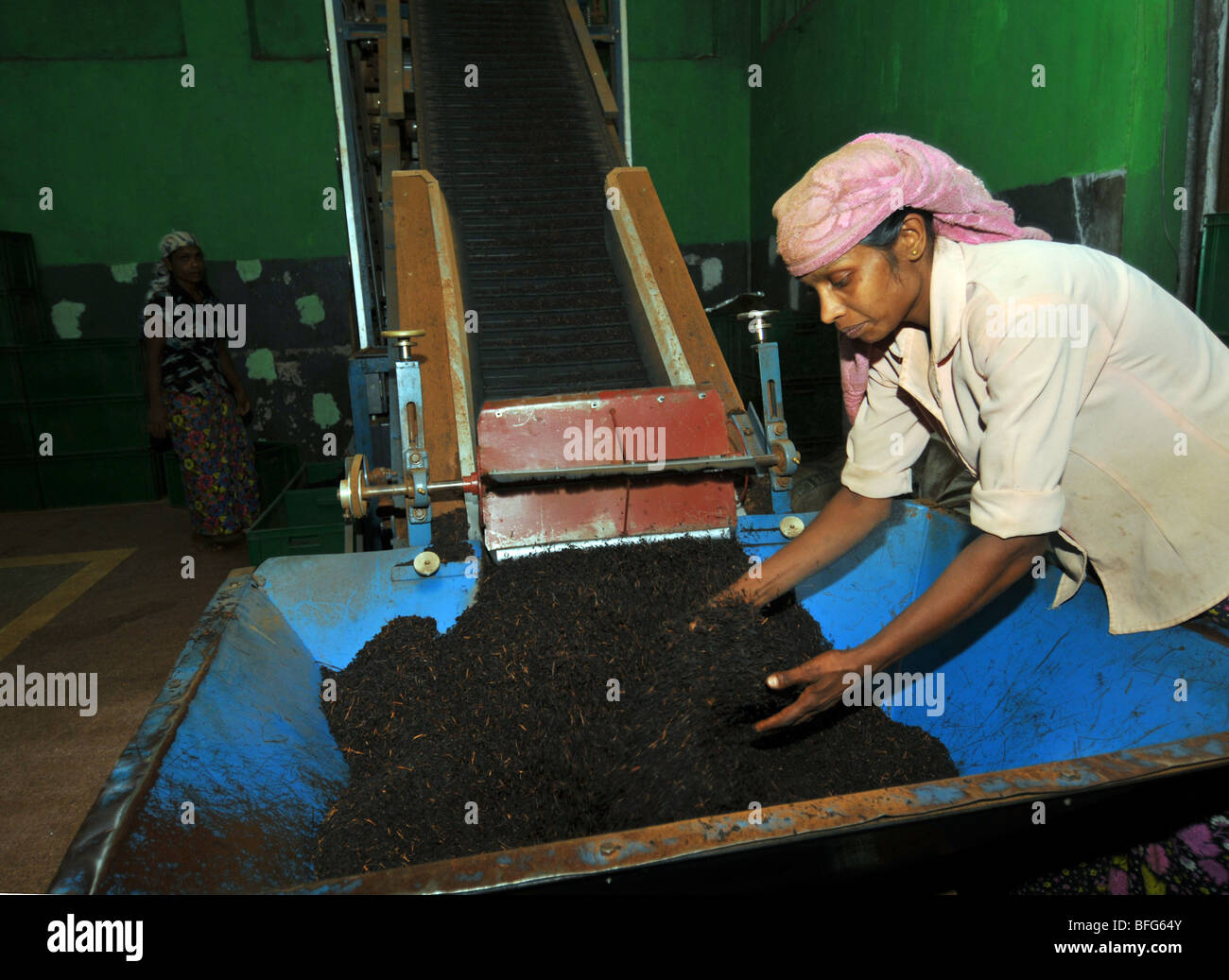Tea factory and plantation, Nuwara Eliya, Sri Lanka, tea production ...
