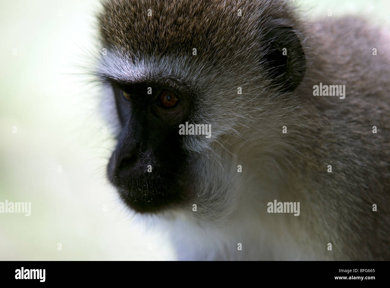 vervet monkey portrait Stock Photo - Alamy