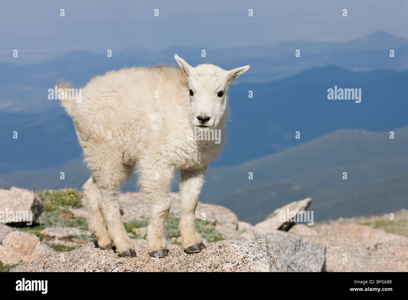 Oreamnos americanus landscape hi-res stock photography and images - Alamy