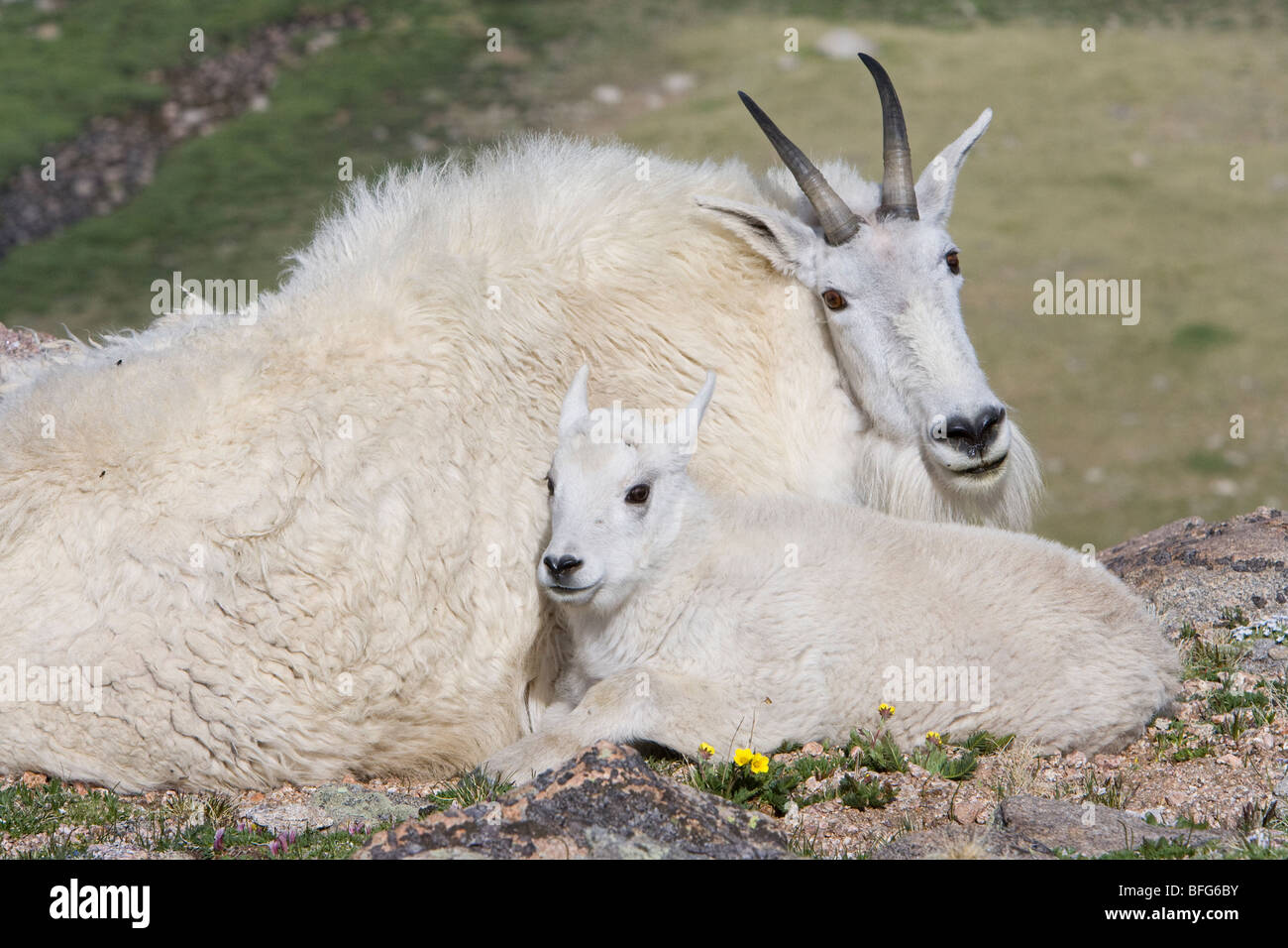 Mountain goat (Oreamnos americanus) kid bedded down next to nanny Mount ...