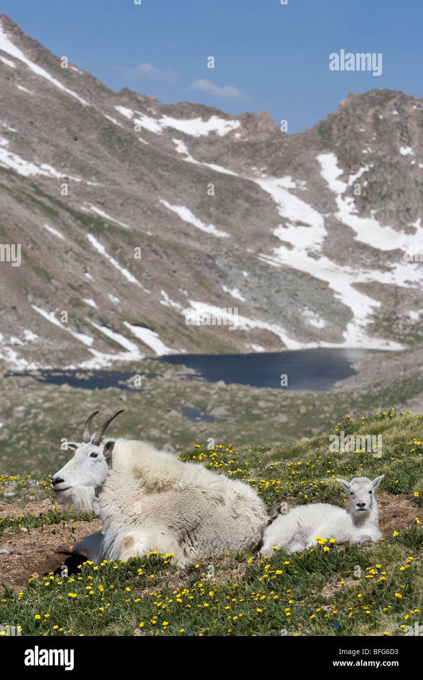 Mountain goat (Oreamnos americanus) nanny and kid bedded down ...