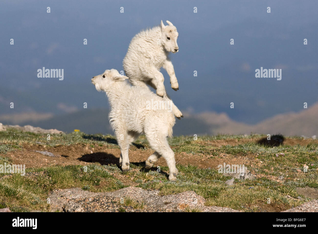 Leaping mountain goat hi-res stock photography and images - Alamy