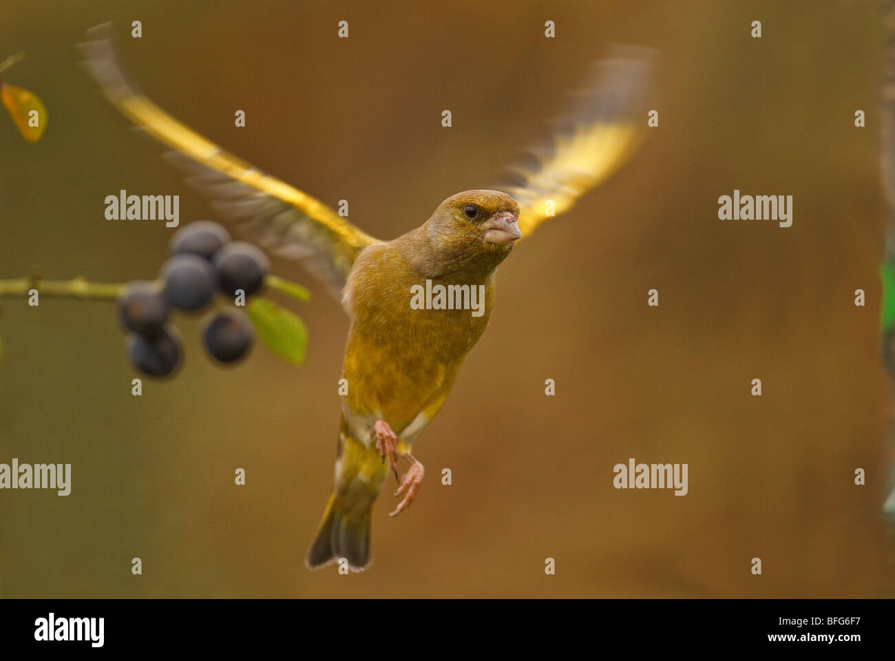 Greenfinch Carduelis chloris in flight action, adjacent to blackthorn ...