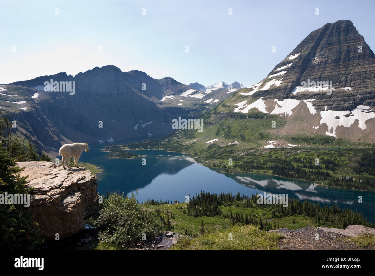 Mountain goat in glacier national park hi-res stock photography and ...