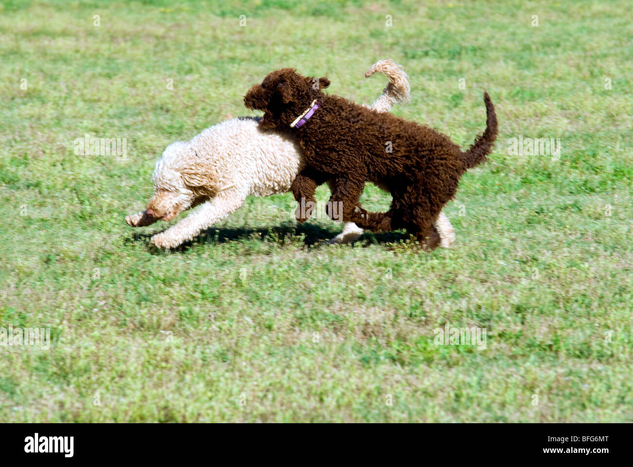 two undocked poodles running together in a field Stock Photo - Alamy