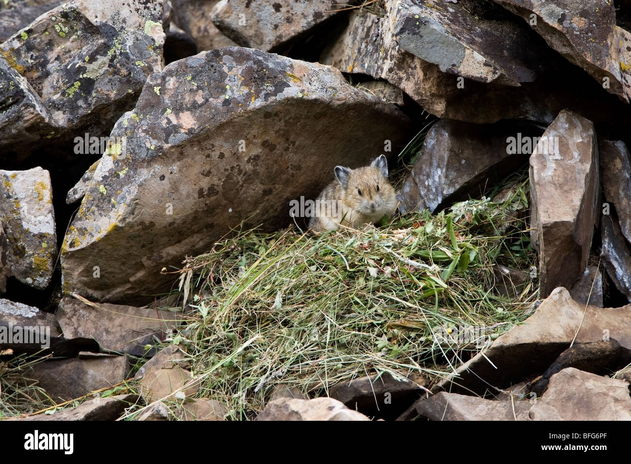 American pika (Ochotona princeps) at a haystack Kananaskis Country ...