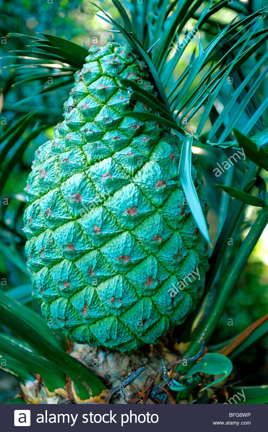 Cycad Fruit Stock Photos & Cycad Fruit Stock Images - Alamy