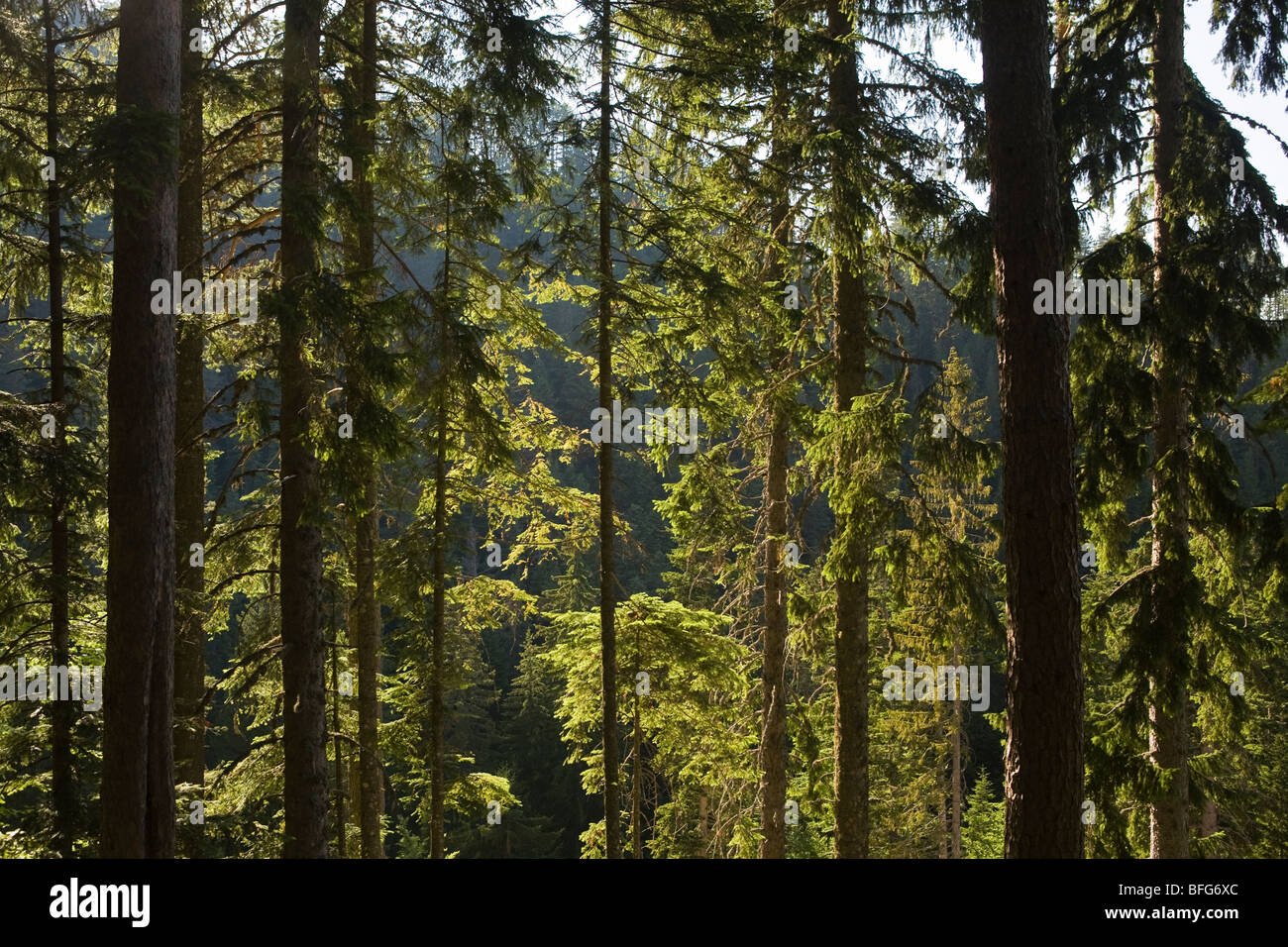 Green forest in Pirin mountain National Park, Balkans, Bulgaria Stock ...