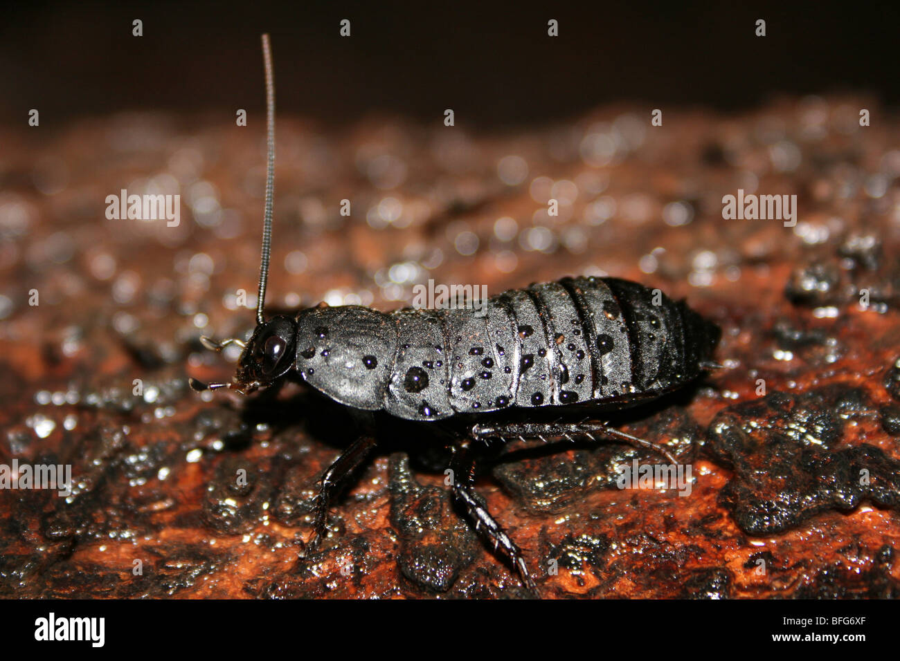 African cockroach cockroaches insect insects hi-res stock photography ...