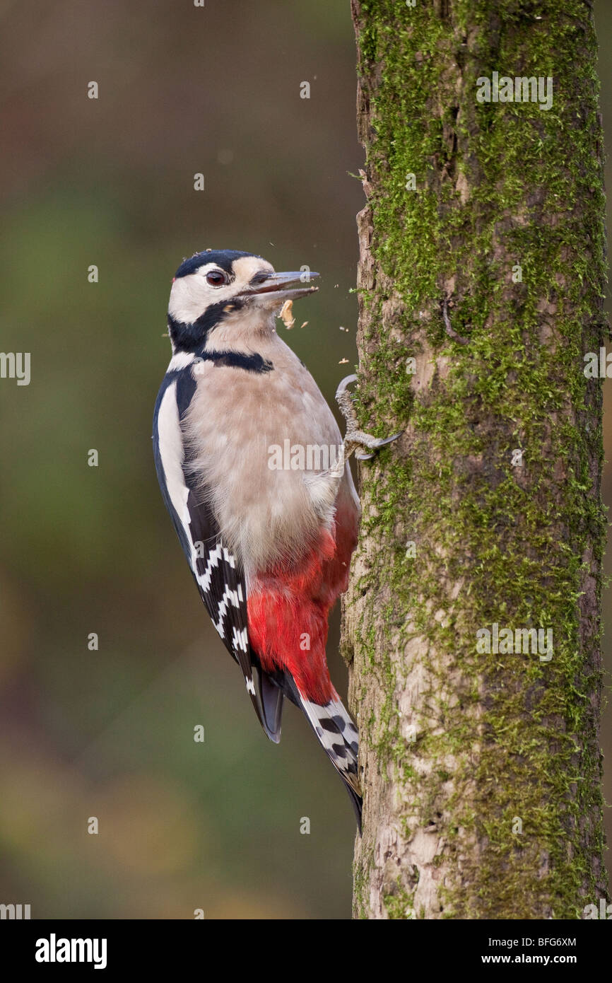 Woodpecker pecking wood hi-res stock photography and images - Alamy
