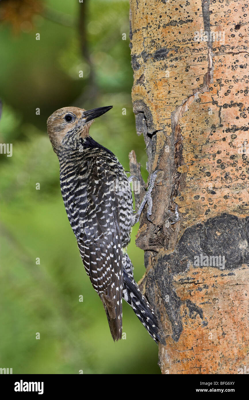 Colorado woodpeckers hi-res stock photography and images - Alamy