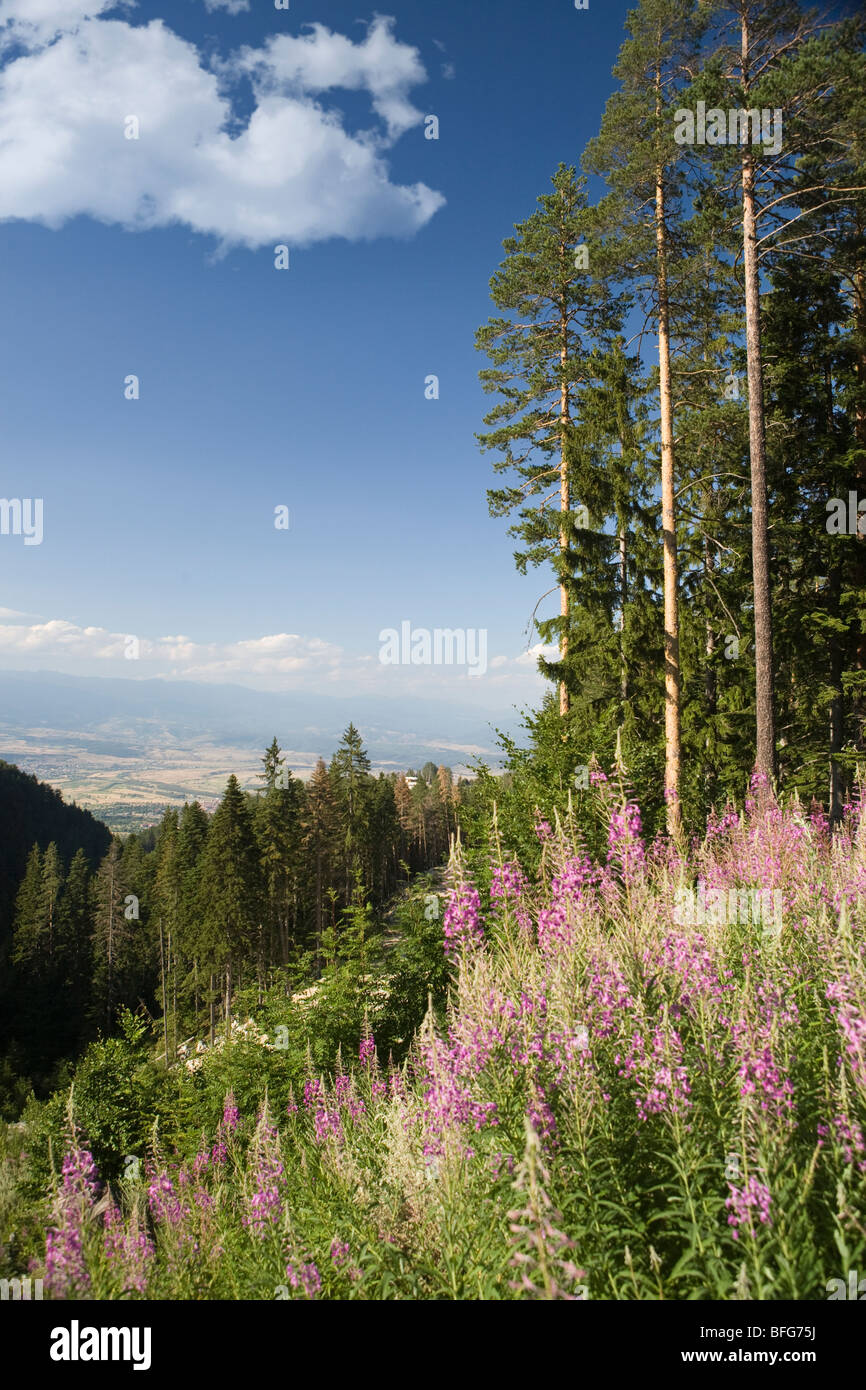 Green forest in Pirin mountain National Park, Balkans, Bulgaria Stock ...
