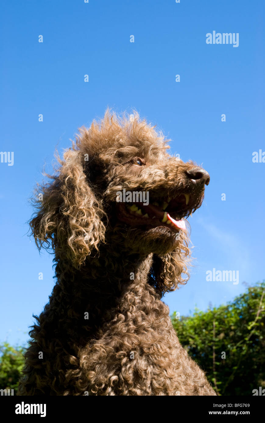 poodle portrait, shoulders up Stock Photo - Alamy