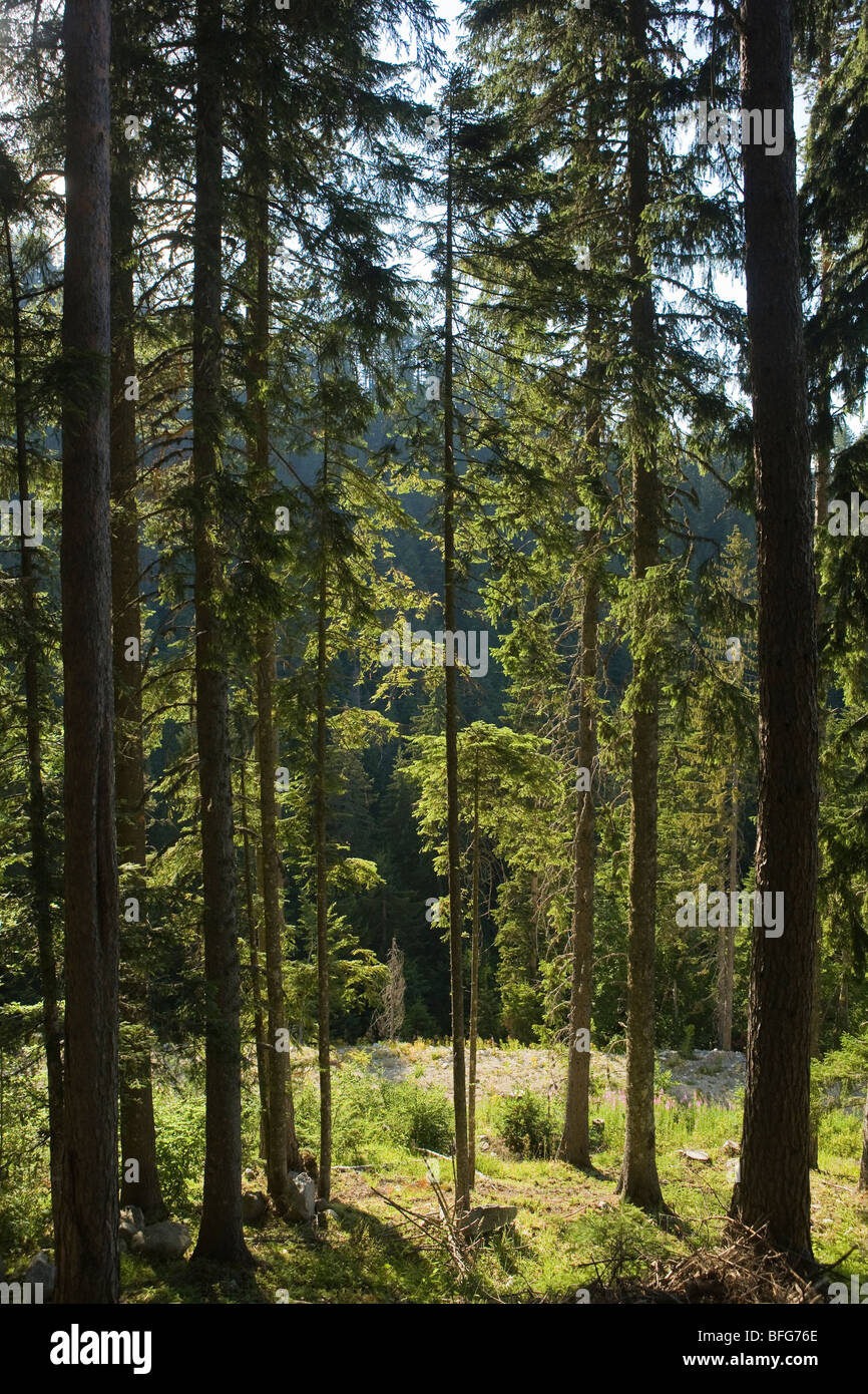 Green forest in Pirin mountain National Park, Balkans, Bulgaria Stock ...
