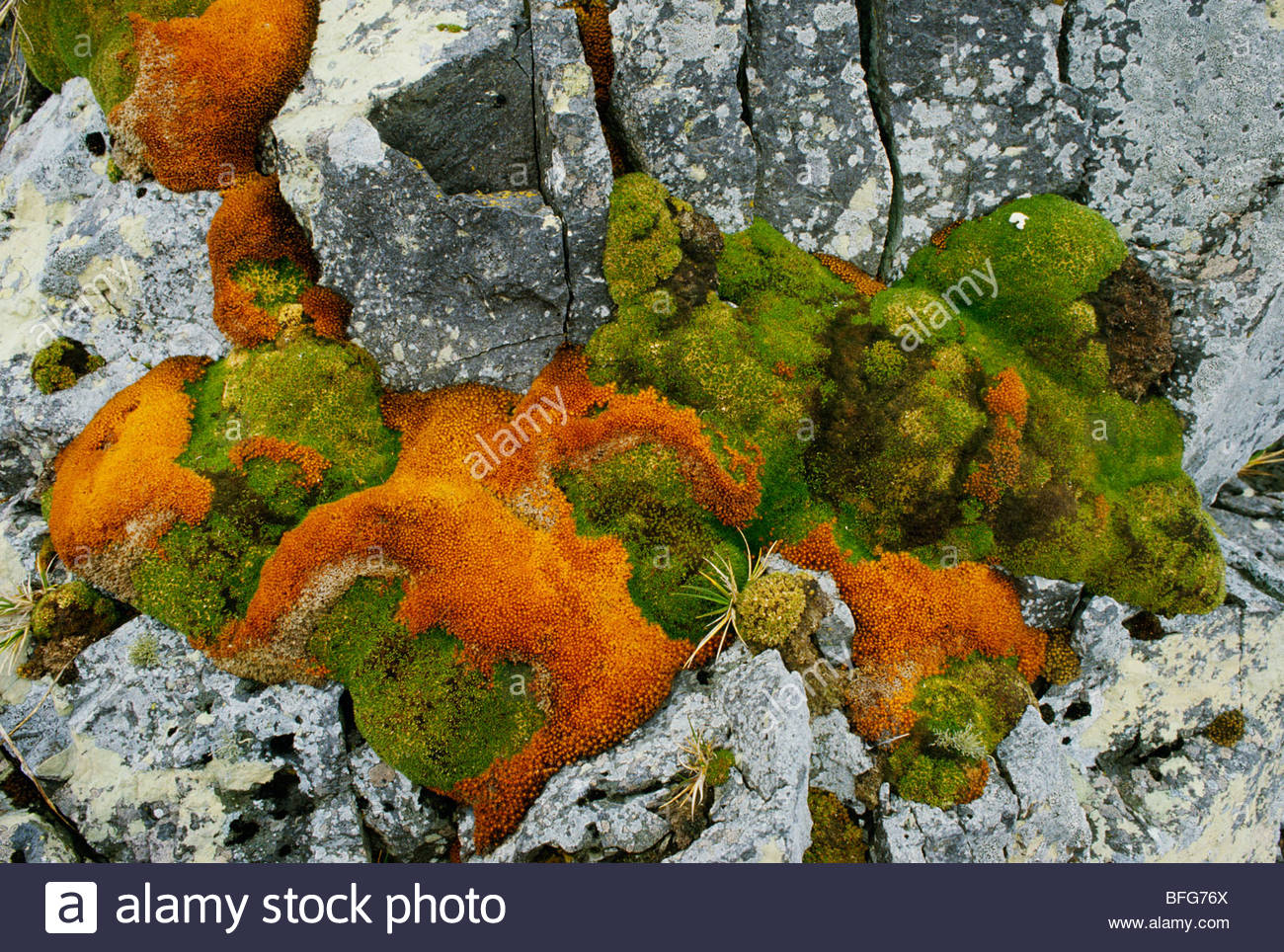 Lichen On Rock Rocks High Resolution Stock Photography and Images - Alamy