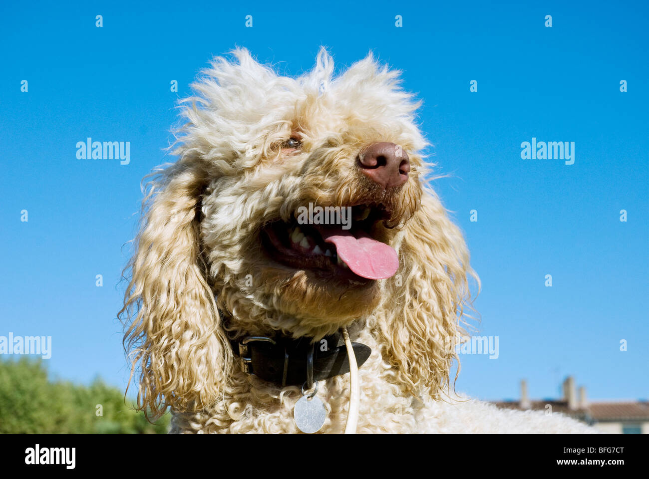 standard poodle, portrait Stock Photo - Alamy
