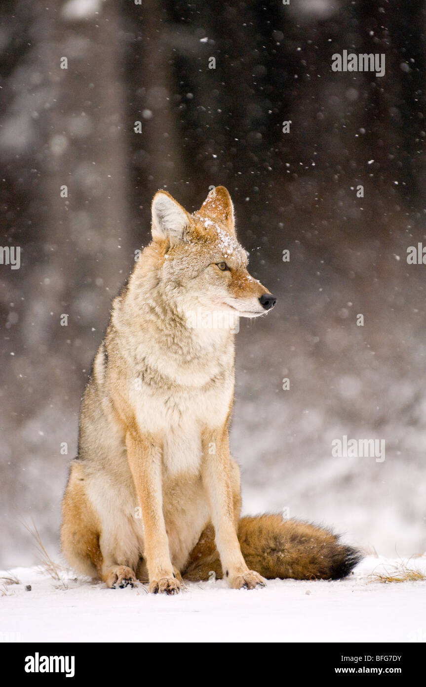 Profile of coyote hi-res stock photography and images - Alamy