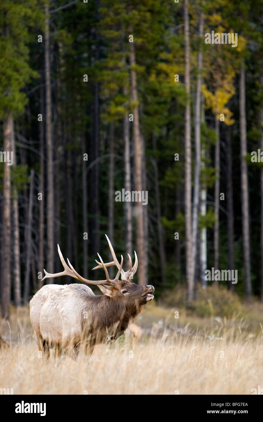 Bull Elk bugling during mating season in Banff National Park, Alberta ...