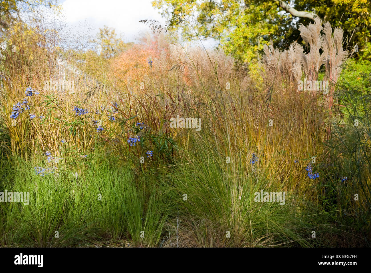 Display of grasses in Autumn 2009 Stock Photo - Alamy