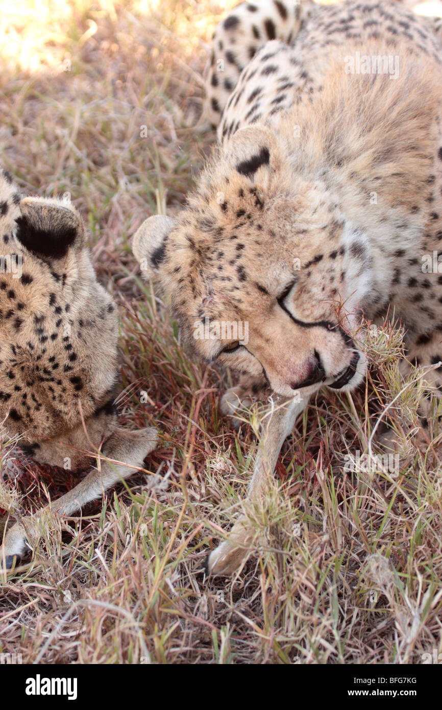 Cheetahs acinonyx jubatus eating hi-res stock photography and images ...