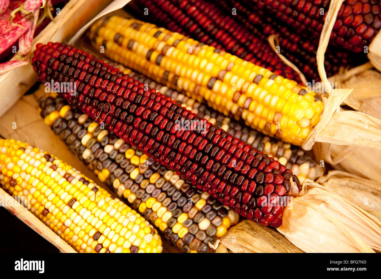 Red, yellow and multi-coloured corn, for sale in fresh fruit and ...