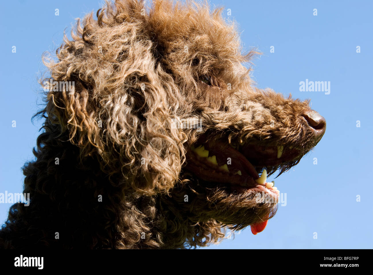 standard poodle, side view portrait Stock Photo - Alamy