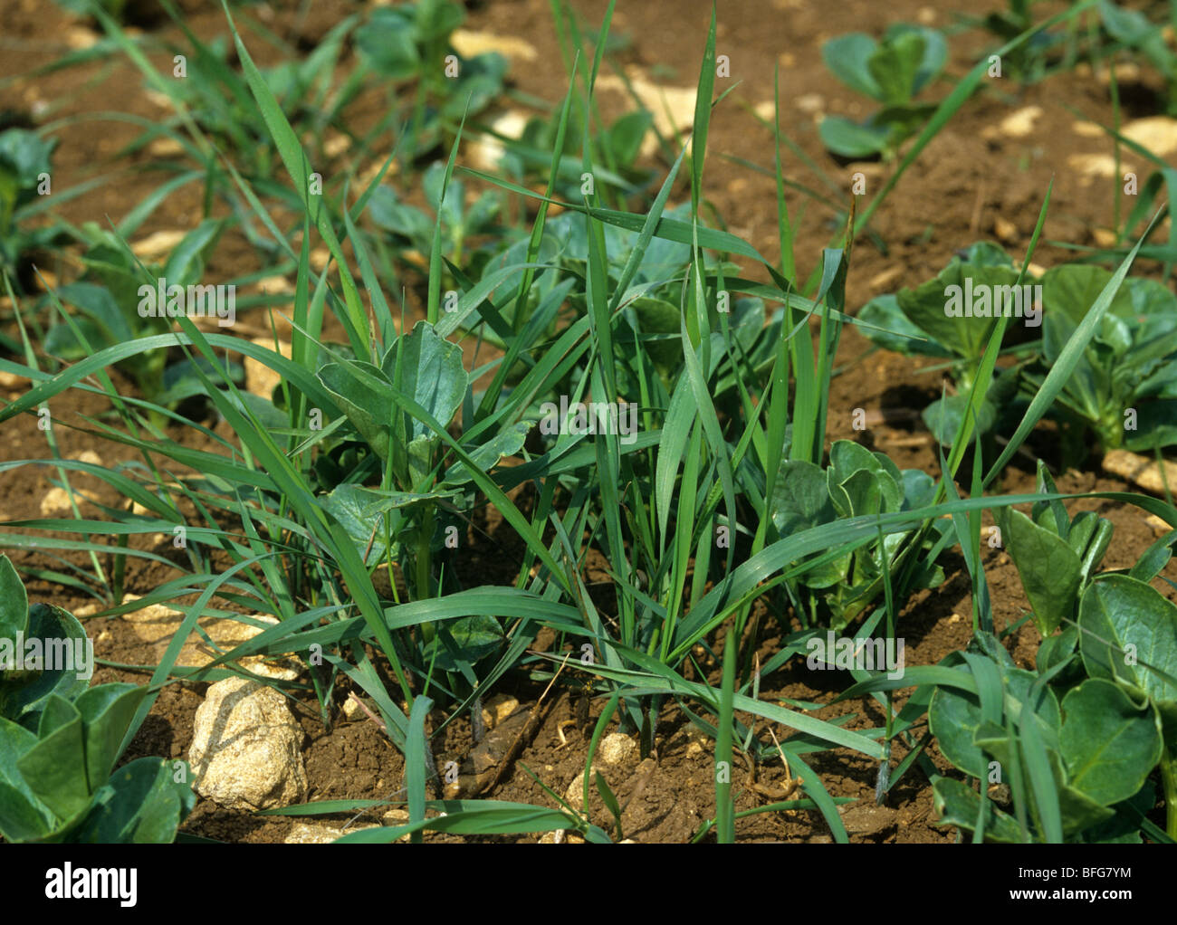 Couch or twitch grass (Agropyron repens) shoots in young field bean ...