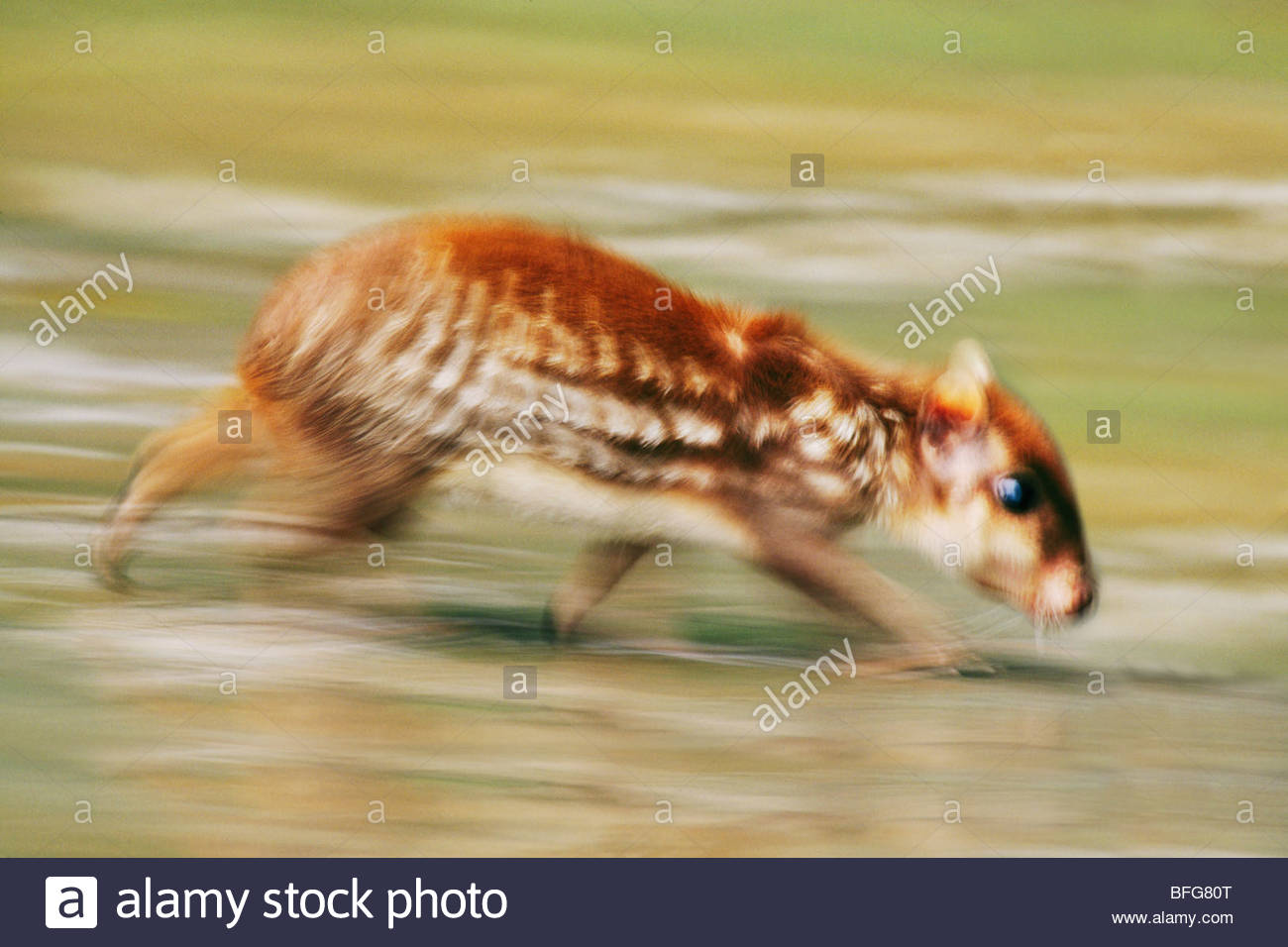 Paca Animal Stock Photos & Paca Animal Stock Images - Alamy