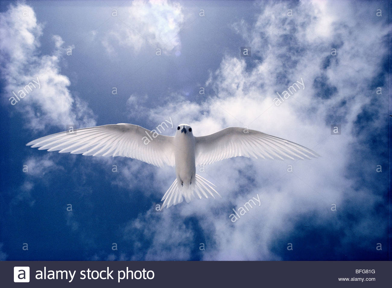 Fairy Tern In Flight Stock Photos & Fairy Tern In Flight Stock Images ...