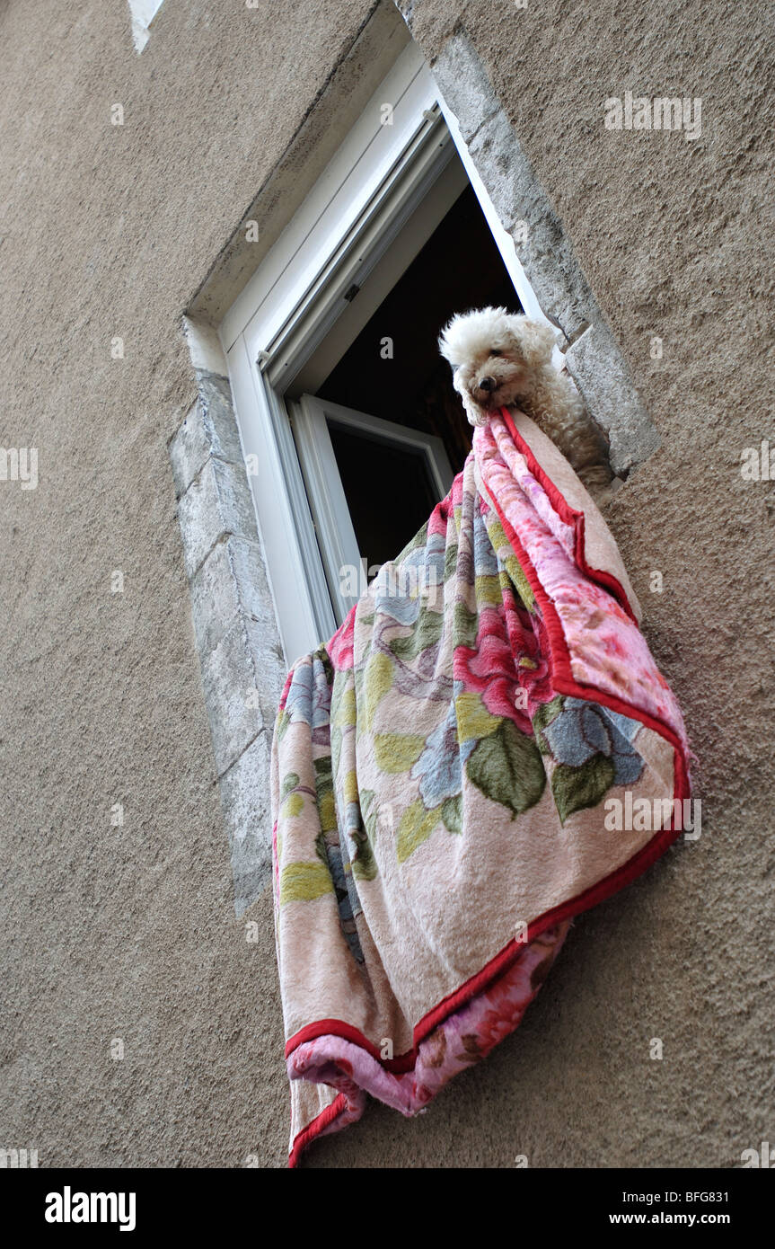 Dog looking out the window Stock Photo - Alamy