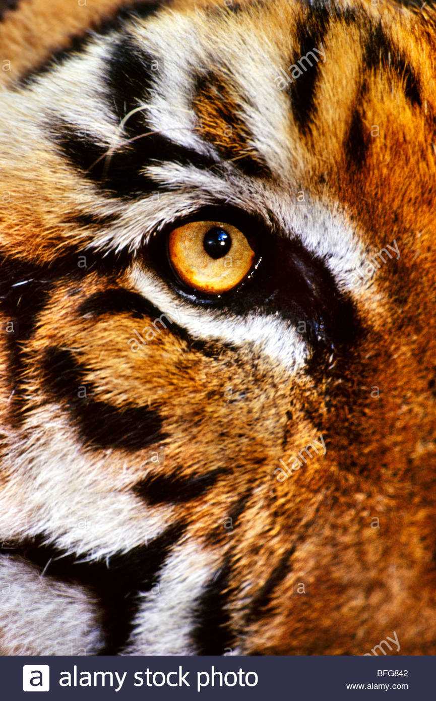 Tiger Face Close Up Stock Photos & Tiger Face Close Up Stock Images - Alamy