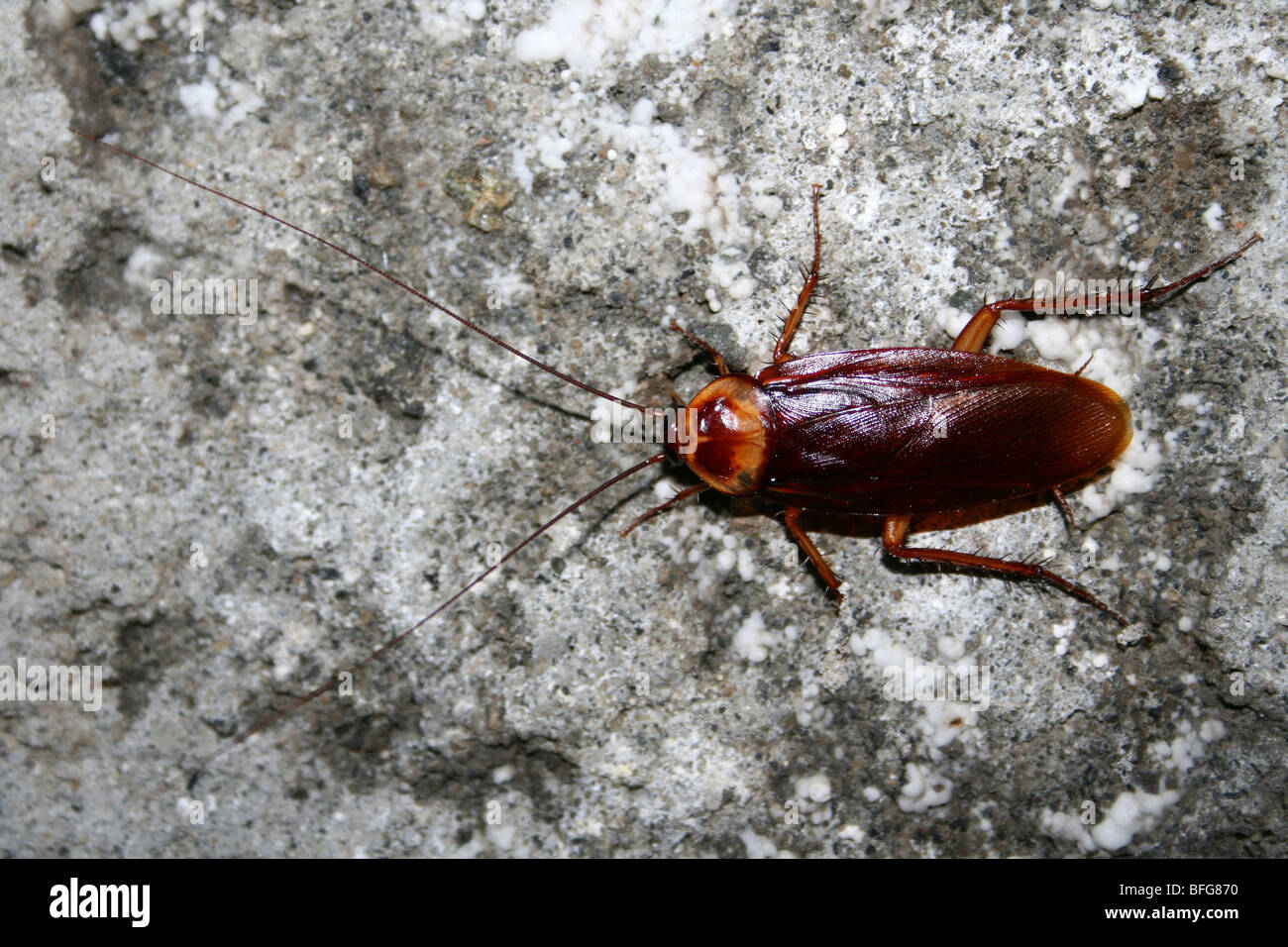 Brown Coloured Cockroach Species Taken at Lake Natron, Tanzania Stock ...