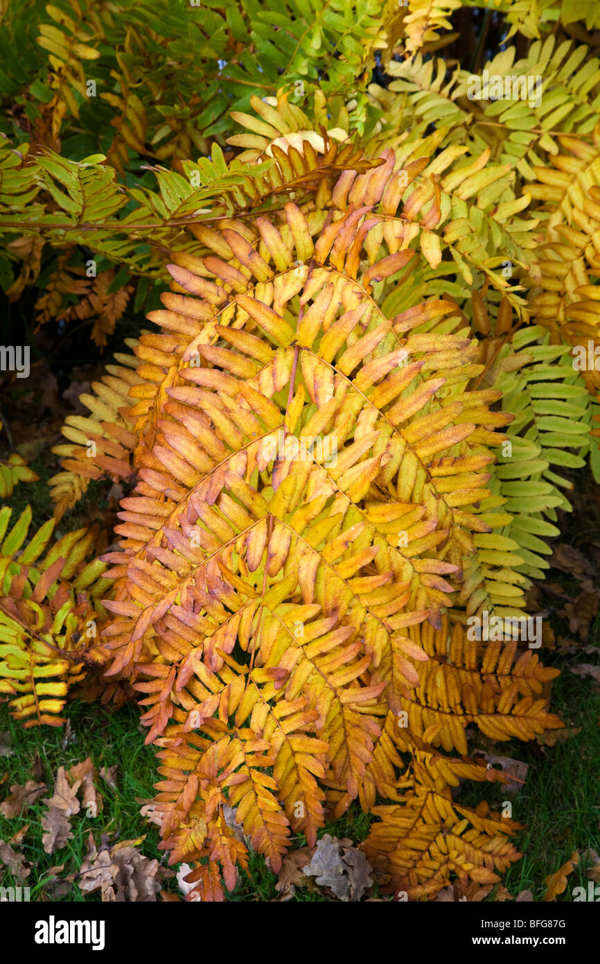 Bracken turning gold in Autumn 2009 Stock Photo - Alamy