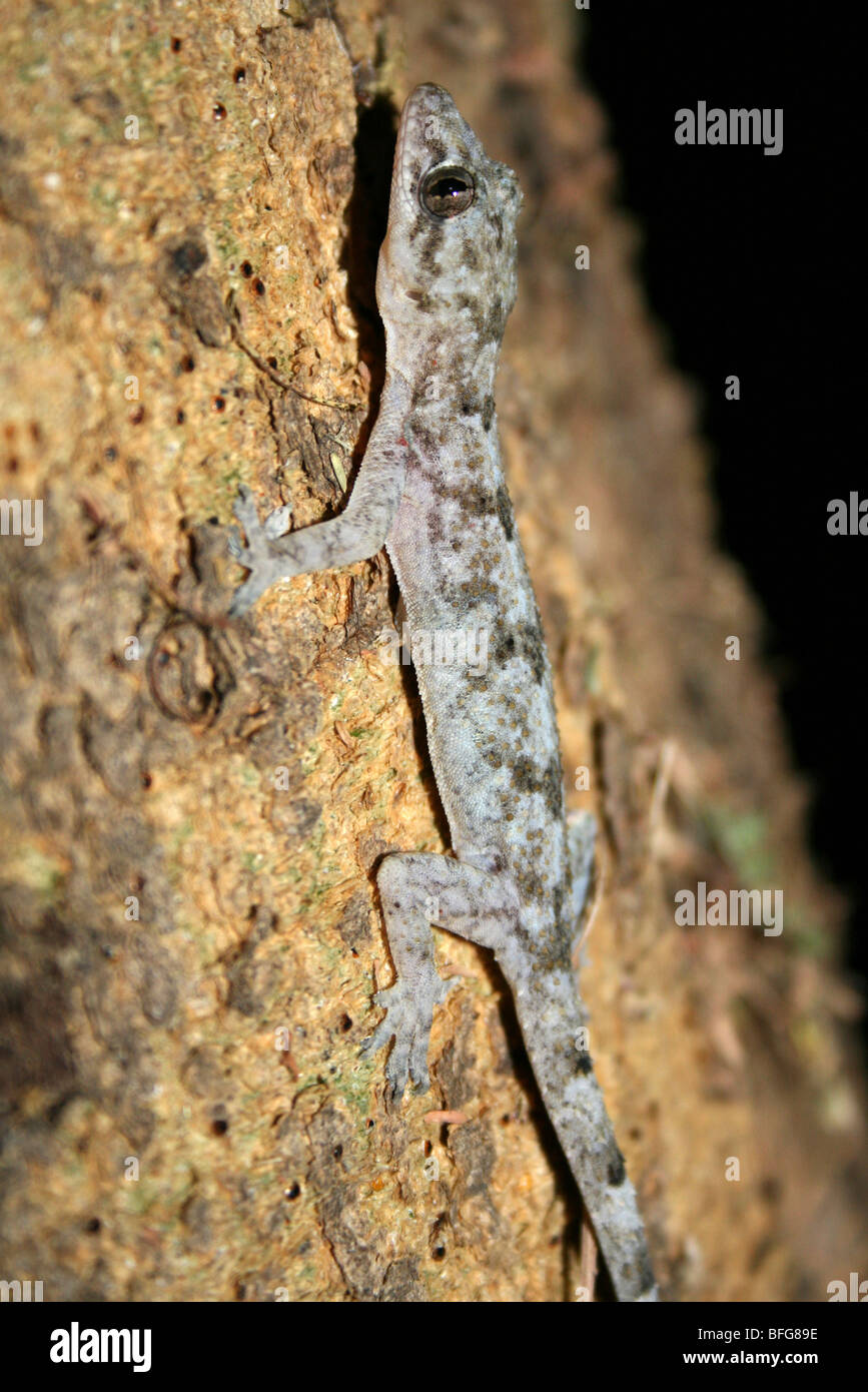 Gekkonids hi-res stock photography and images - Alamy