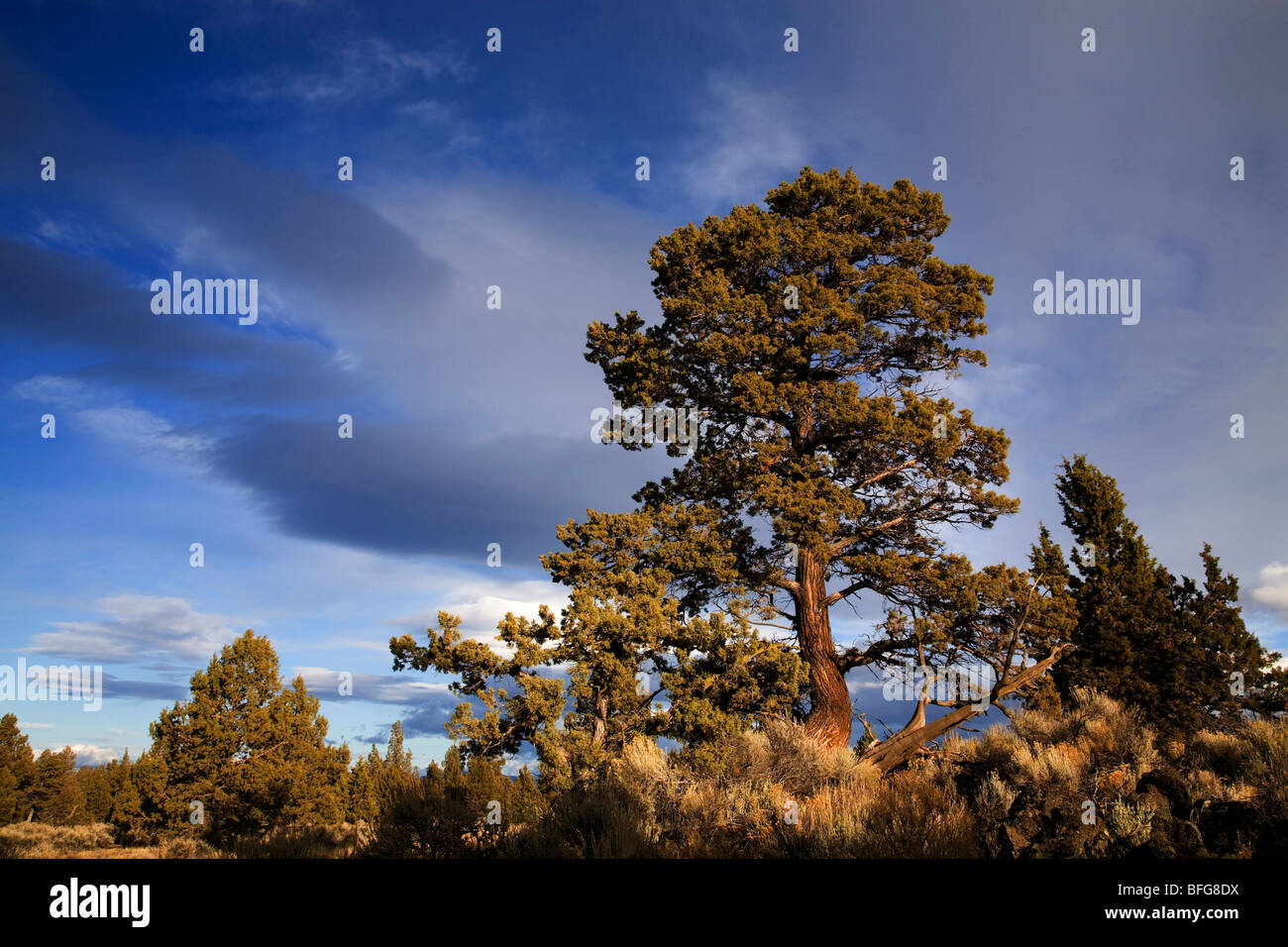 An ancient old growth juniper tree in the Badlands Wilderness area near ...