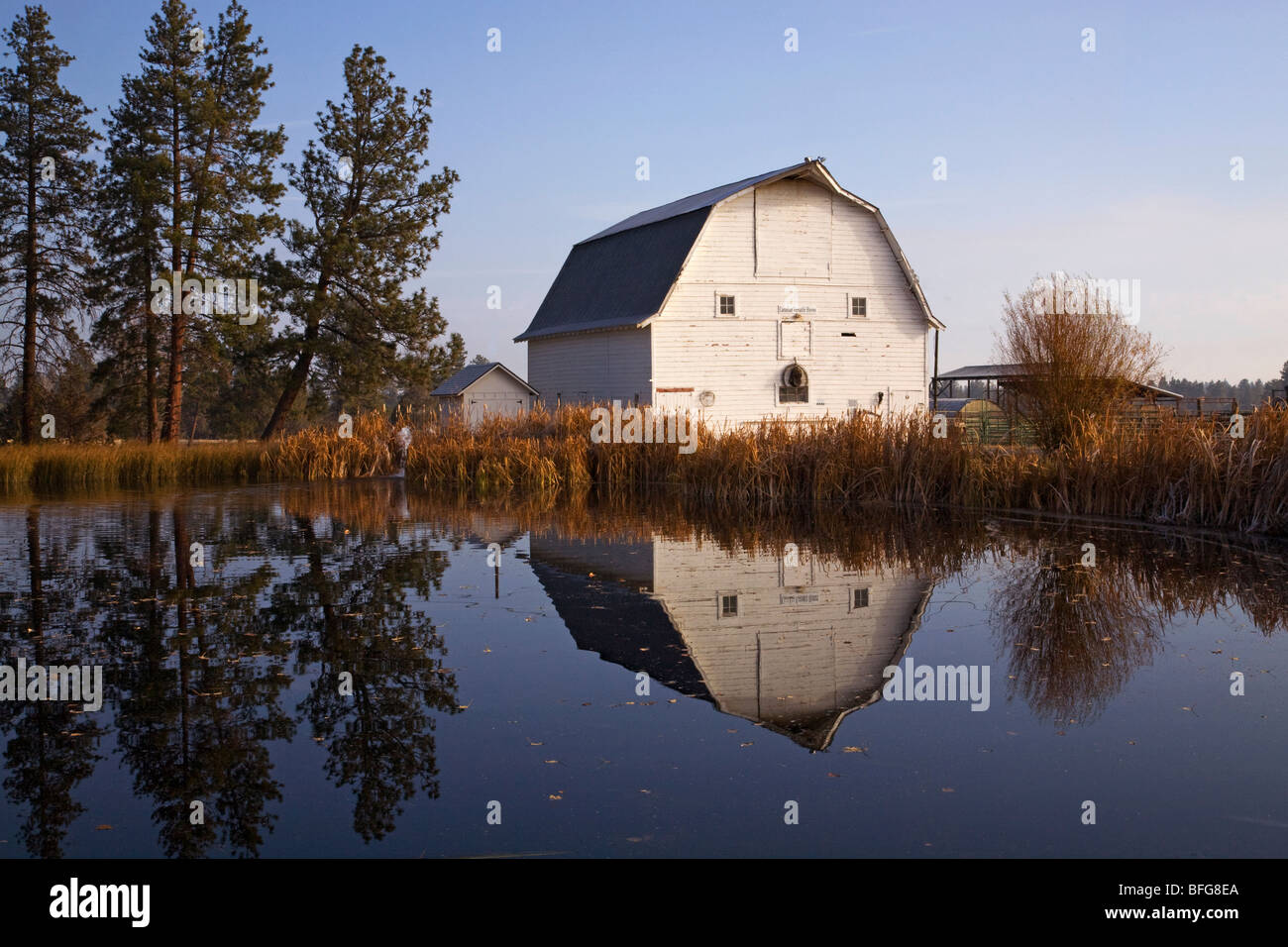 Bones of the horse hi-res stock photography and images - Alamy