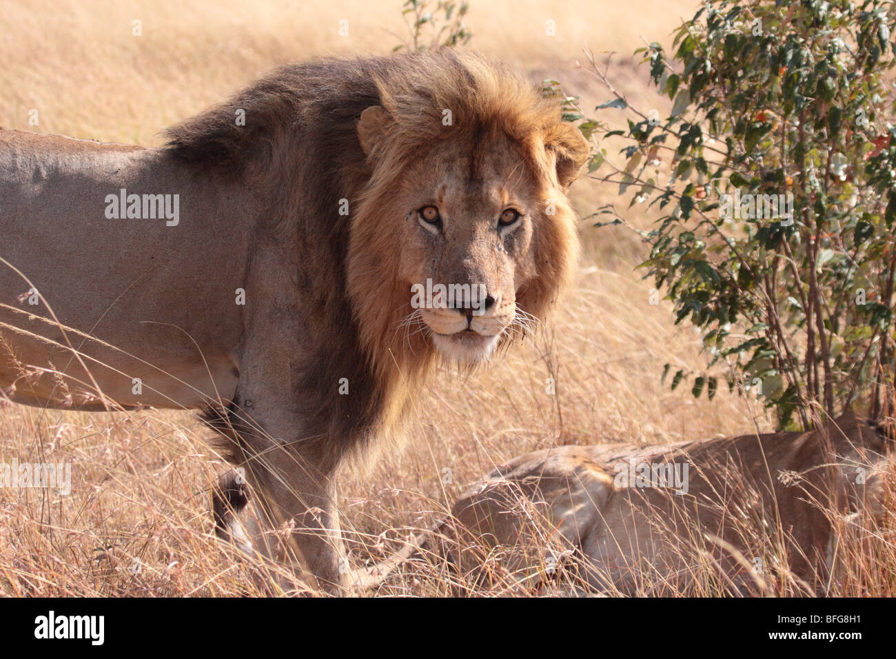 Angry lion hi-res stock photography and images - Alamy